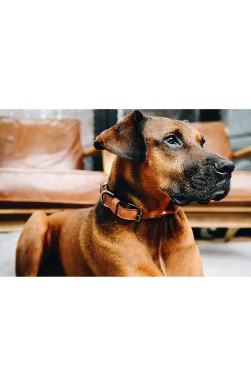 KORCHMAR Gordon Leather Dog Collarsm