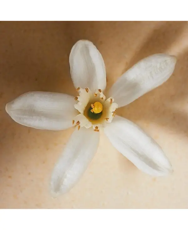 Chloé Atelier Des Fleurs Neroli Eau De Parfum Spray