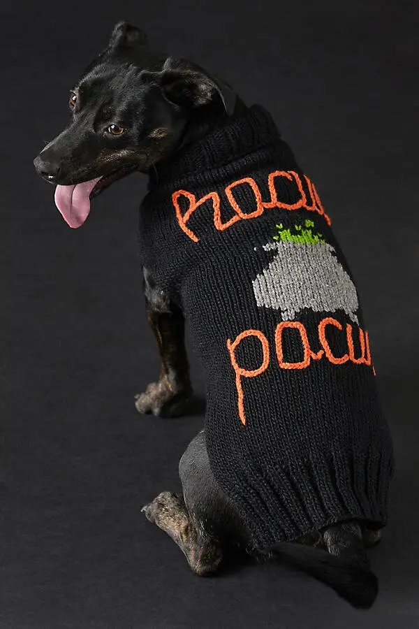 Anthropologie Halloween Phrase Pet Sweater - Hocus Pocus