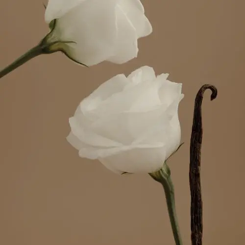 ORCHID + ASH Aura Perfumegrapefruit + Tonka Bean