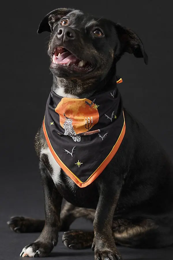 Anthropologie Halloween Pet Bandana - Black