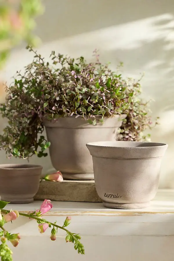 TERRAIN Tapered Galestro Terracotta Pot