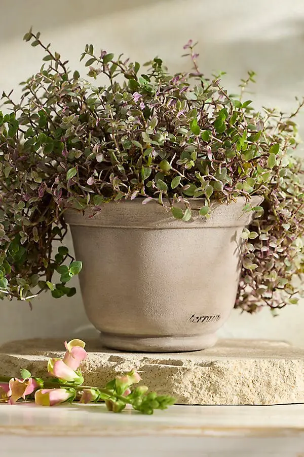 TERRAIN Tapered Galestro Terracotta Pot