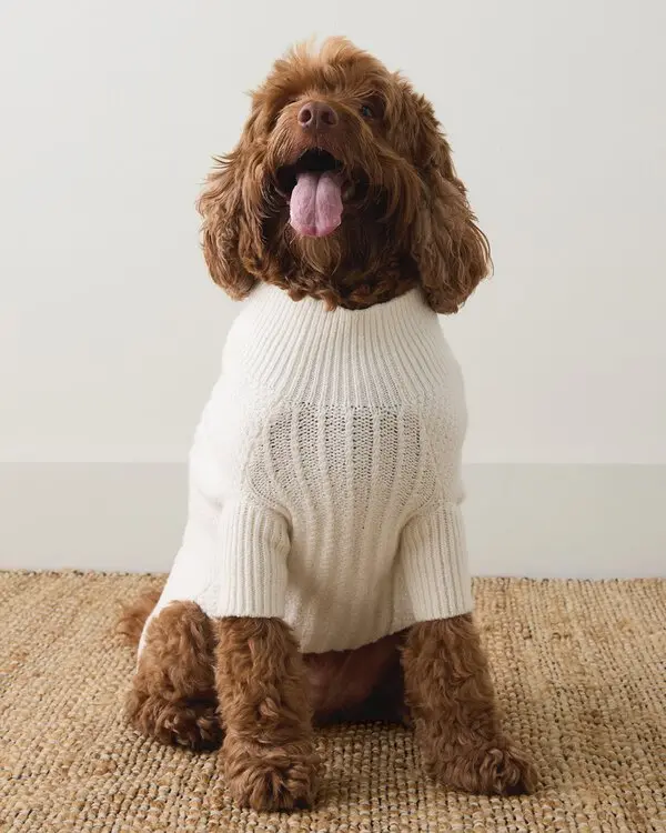 HAVEN WELL WITHIN Organic Cotton Dog Sweater