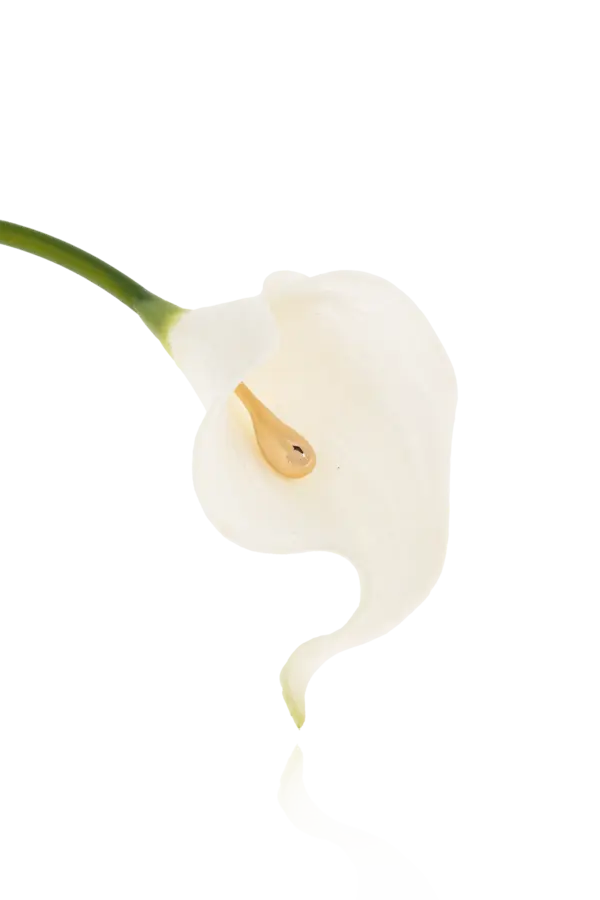 Cult Gaia Calla Lily Choker Necklace - Green