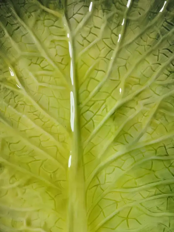 CU I SEEYOU Lettuce-design Ceramic Plate