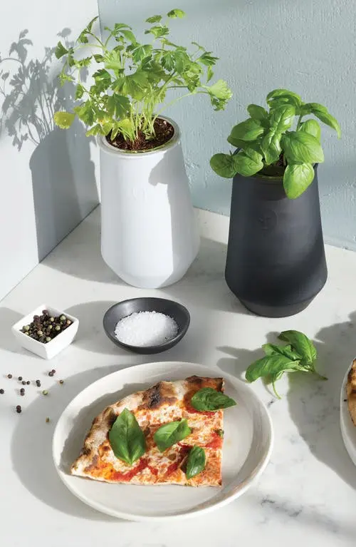 MODERN SPROUT Tapered Tumbler