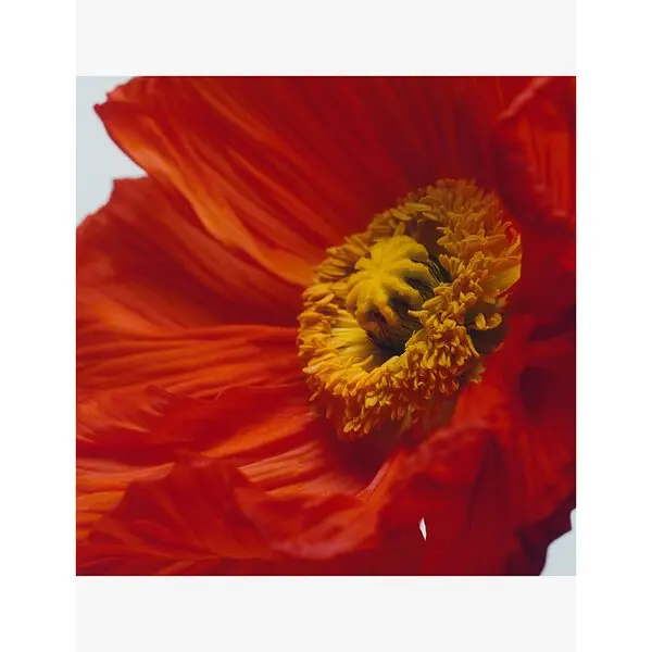 Jo Malone Scarlet Poppy Cologne Intense 30ml - One-color