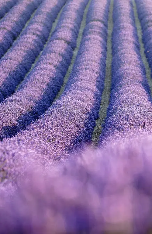 BASQ NYC Lavender Shea Sugar Scrub