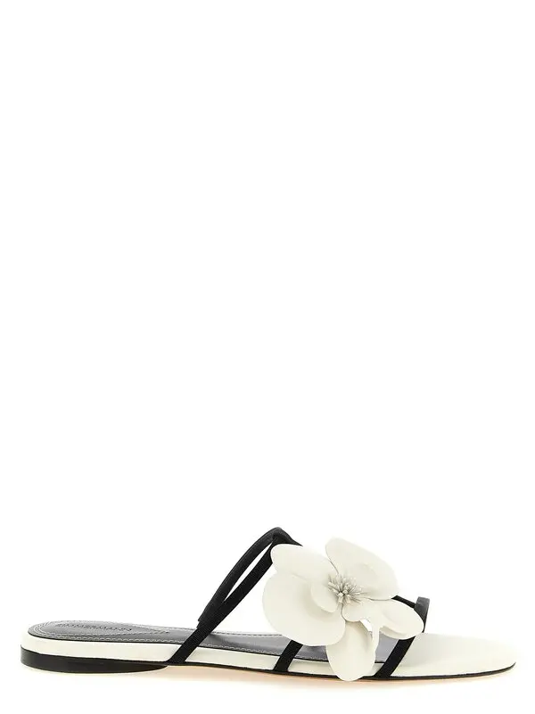 Zimmermann Orchid' Slides