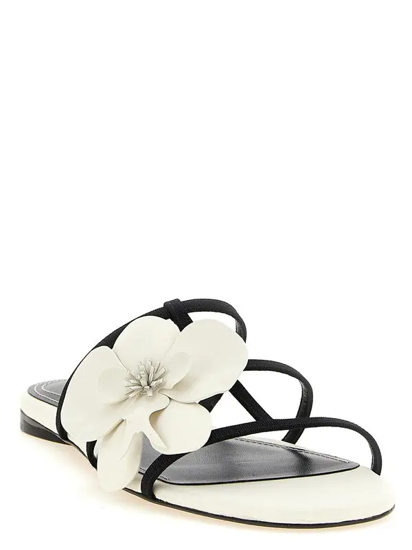 Zimmermann Orchid' Slides