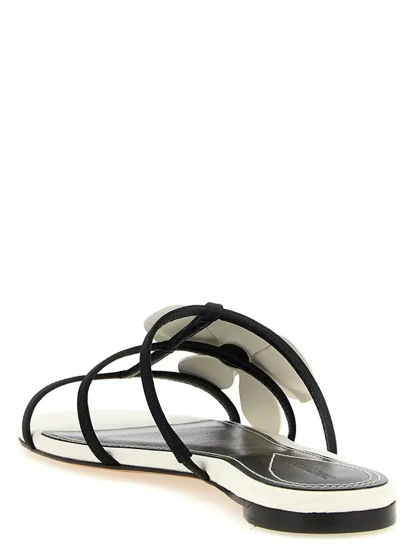 Zimmermann Orchid' Slides