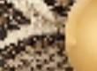 Khaite Dome Belt In Python With Gold