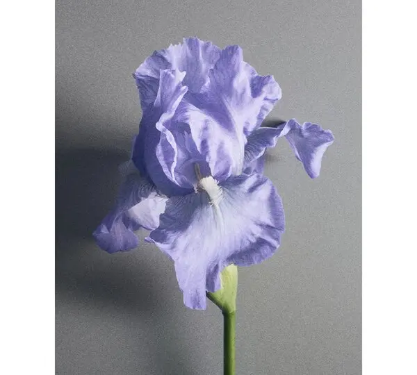 CREED Iris Debonair Eau De Parfum