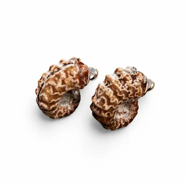 QIBAI Helix Fossil