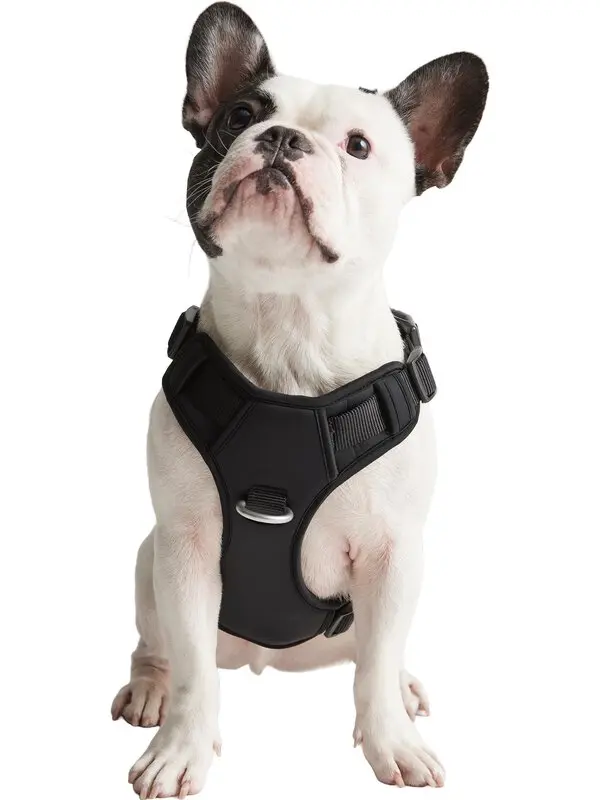 Quince Neoprene Double Panel Dog Harness - Black