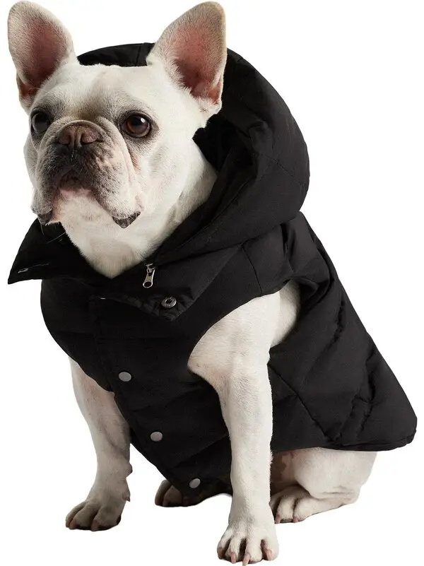 Quince Waterproof Dog Puffer Jacket - Black