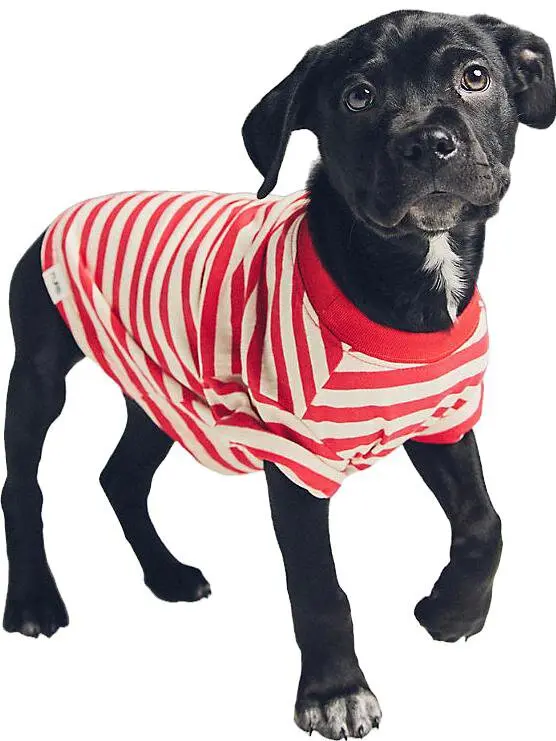 Anthropologie Striped Pet T-shirt - Red Stripe