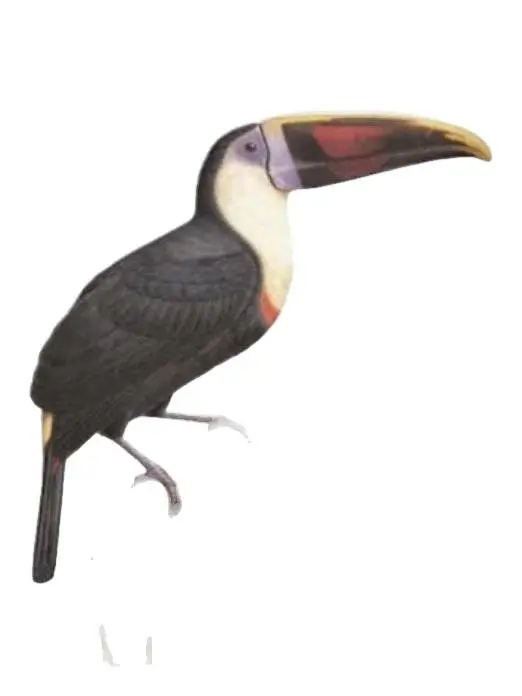 StÜssy Toucan T-shirt - White