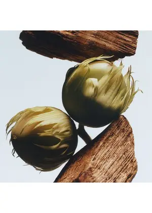 Jo Malone English Oak & Cologne - Hazelnut