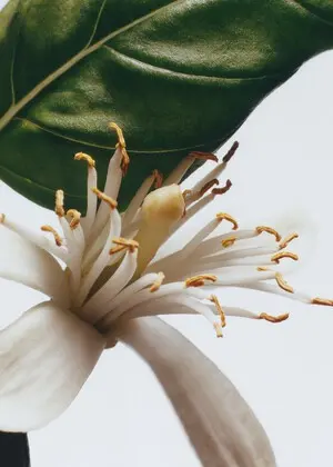 Jo Malone Basil And Neroli Cologne - Na