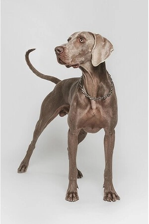 PAGERIE The Linque Collar