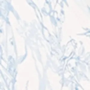 Harrods Toile Umbrella - Blue