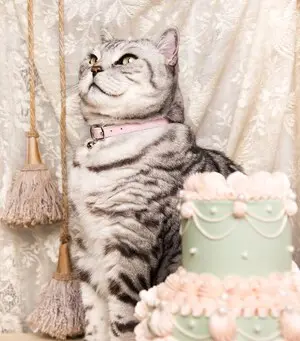 CHESHIRE & WAIN Rococo Cat Collar With Bow - Pink