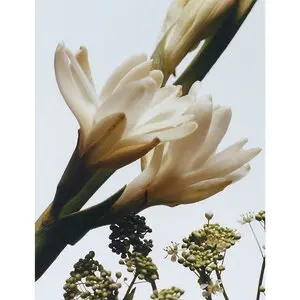 Jo Malone Tuberose Angelica Cologne Intense 100ml