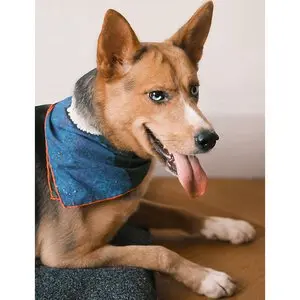 ST.PIA Party Large Cotton Pet And Human Bandana