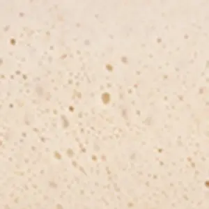 SOURHOUSE Doughbed Sourdough Proofer