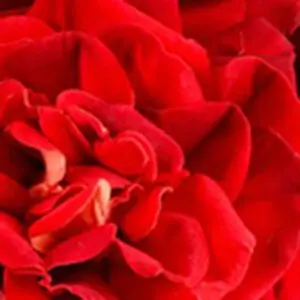 SILK-KA Artificial Rose Flower Bouquet