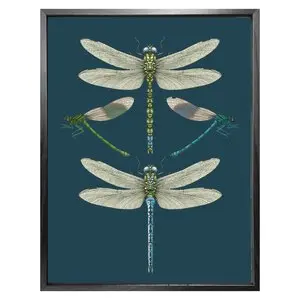 EMILY CARTER Dragonflies & Damselflies Navy Fine Art Print M