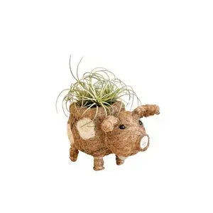 Likhâ Baby Country Pig Animal Planter Natural Coco Coir Mini Indoor Pot - Brown