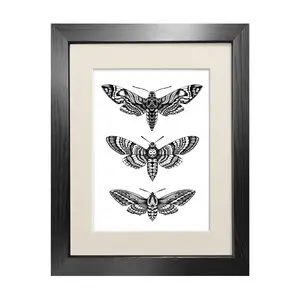 EMILY CARTER Hawk Moths' Fine Art Print A4 - Black