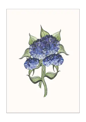 BELL HUTLEY Botanical Hydrangea Print