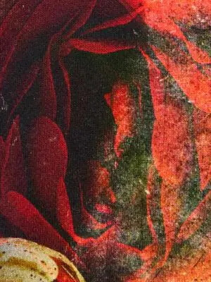 Roberto Cavalli Rose-print Faded-effect Sweater