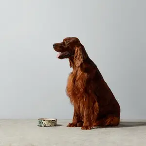 Gucci Large Herbarium Print Pet Bowl