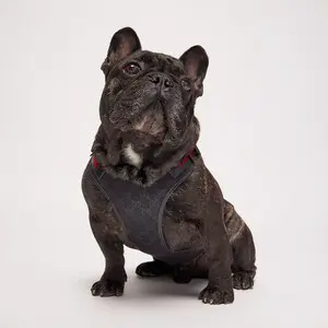 Gucci Gg Monogram Pet Collar - Black