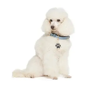 Gucci Extra-small Pet Collar - Blue