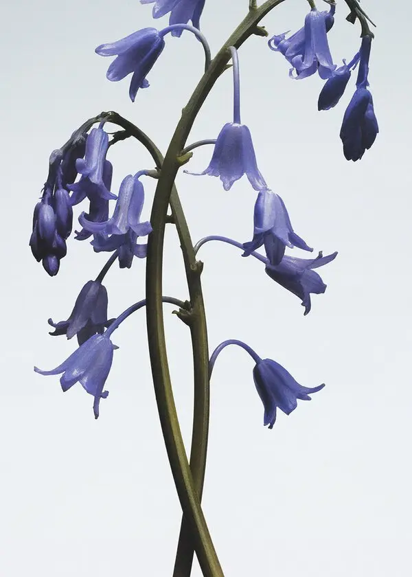 Jo Malone Wild Bluebell Hair