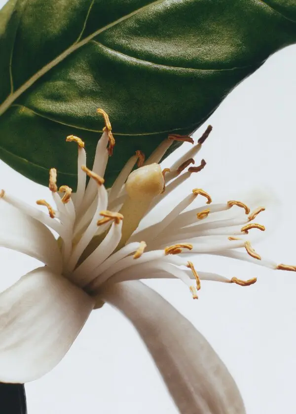 Jo Malone Basil And Neroli Cologne - Na