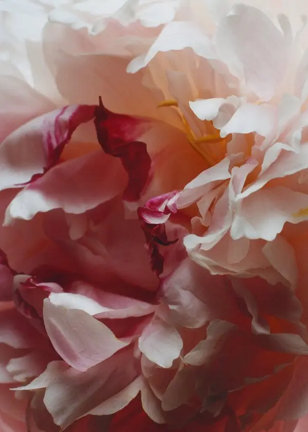 Jo Malone Peony & Suede Body And Hand Wash