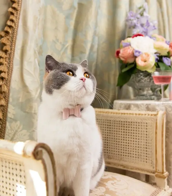 CHESHIRE & WAIN Rococo Cat Collar With Bow - Pink