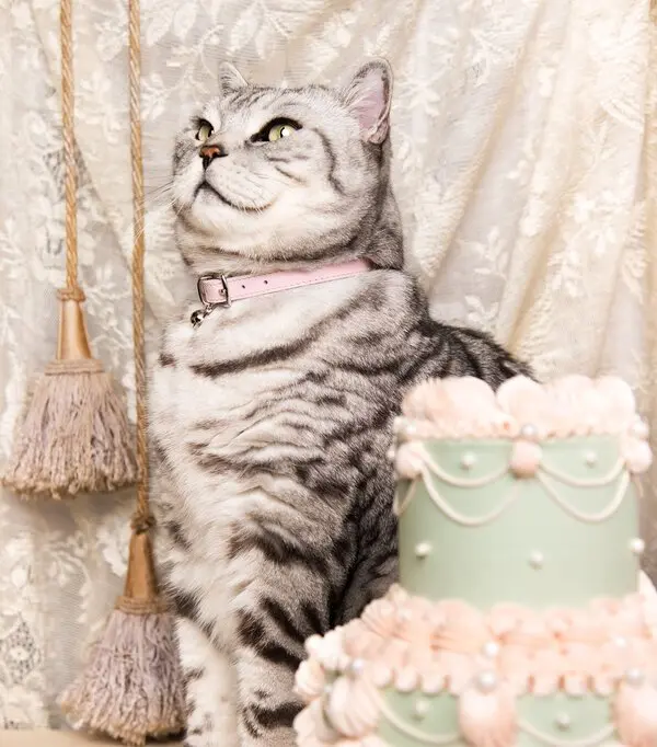 CHESHIRE & WAIN Rococo Cat Collar With Bow - Pink