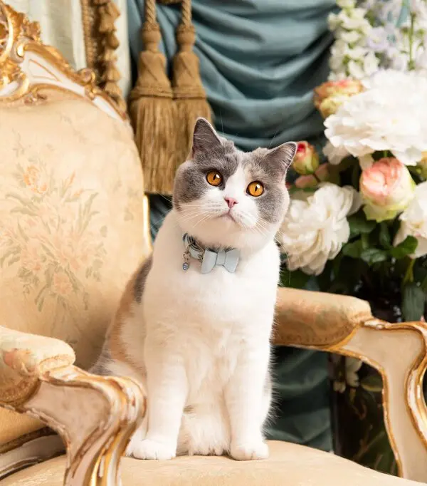 CHESHIRE & WAIN Rococo Cat Collar With Bow Tie - Blue