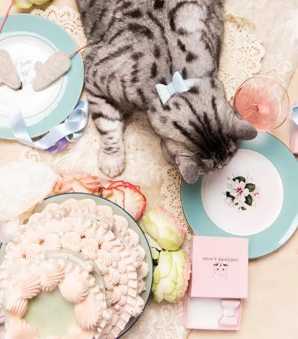CHESHIRE & WAIN Rococo Cat Collar With Bow Tie - Blue