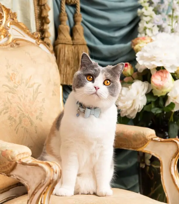 CHESHIRE & WAIN Rococo Cat Collar With Bow - Blue