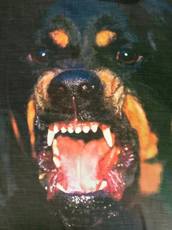 Givenchy Rottweiler Print Scarf