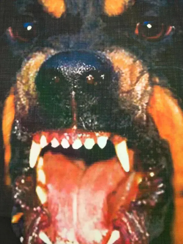 Givenchy Rottweiler Print Scarf